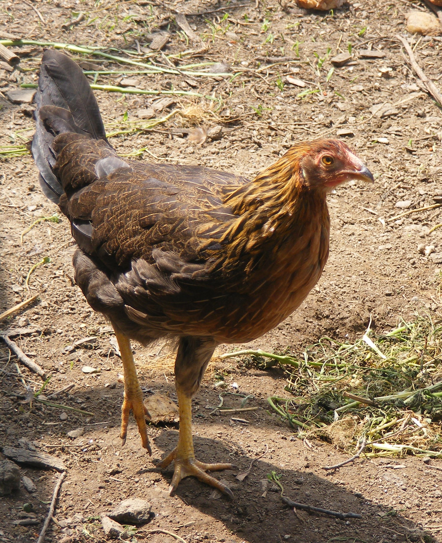 rose comb leghorn hen | BackYard Chickens - Learn How to Raise Chickens