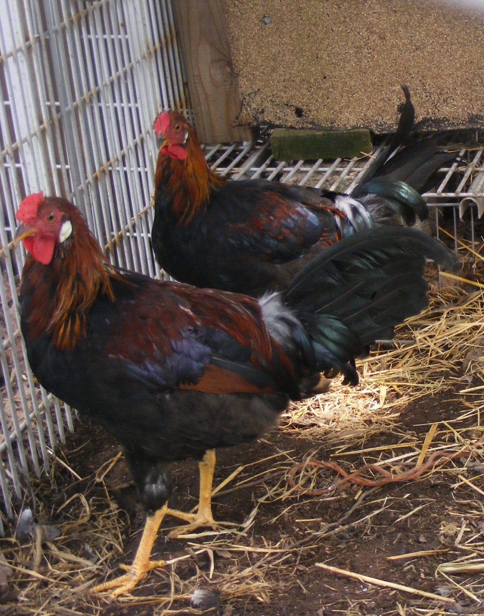 rose comb leghorns | BackYard Chickens - Learn How to Raise Chickens