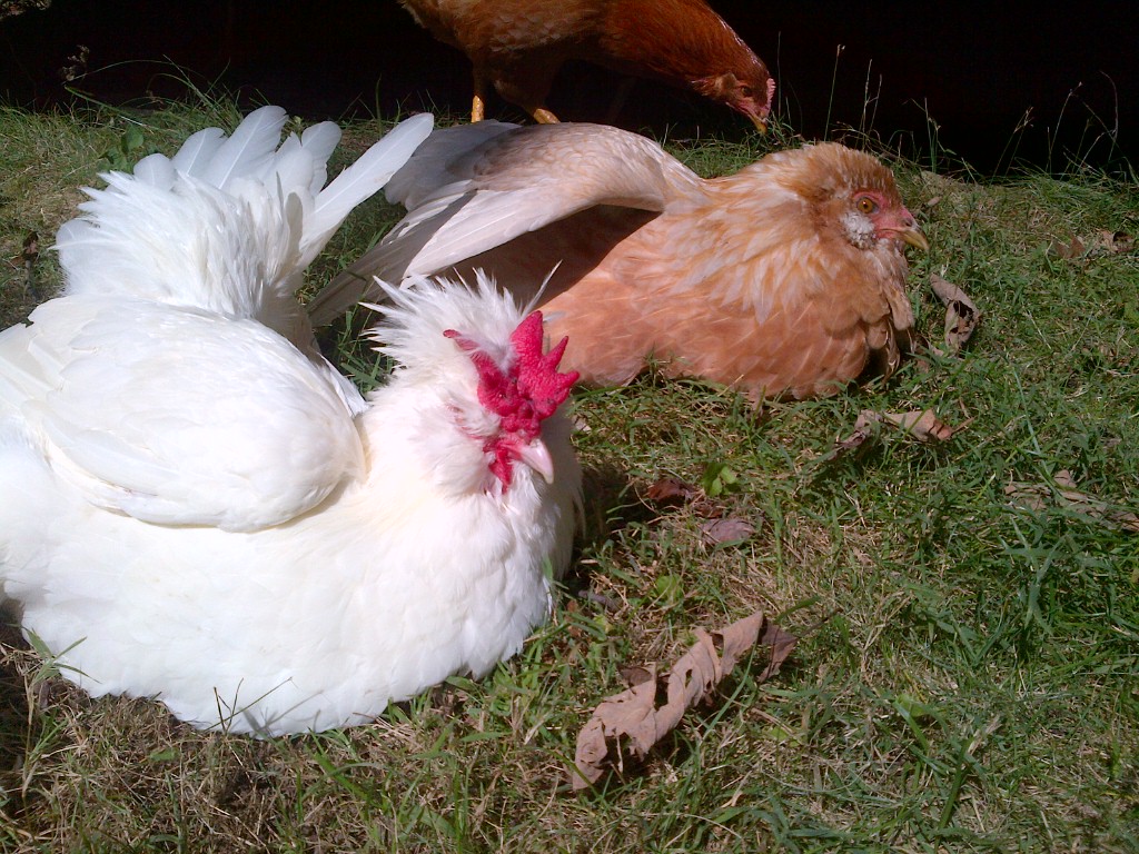 Roster and hen sunbathing | BackYard Chickens - Learn How to Raise Chickens