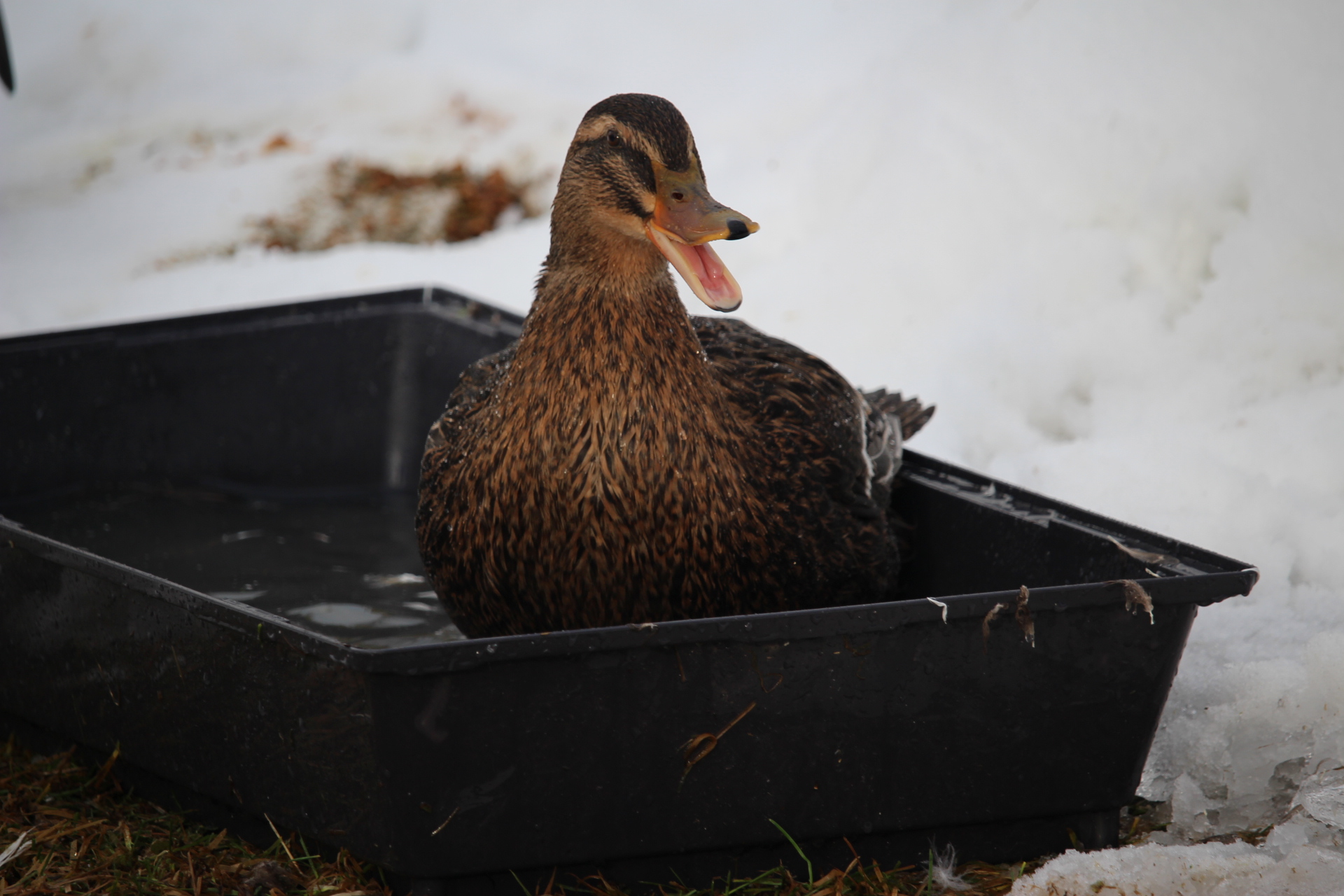 rouen_hen_io4.JPG | BackYard Chickens - Learn How to Raise Chickens