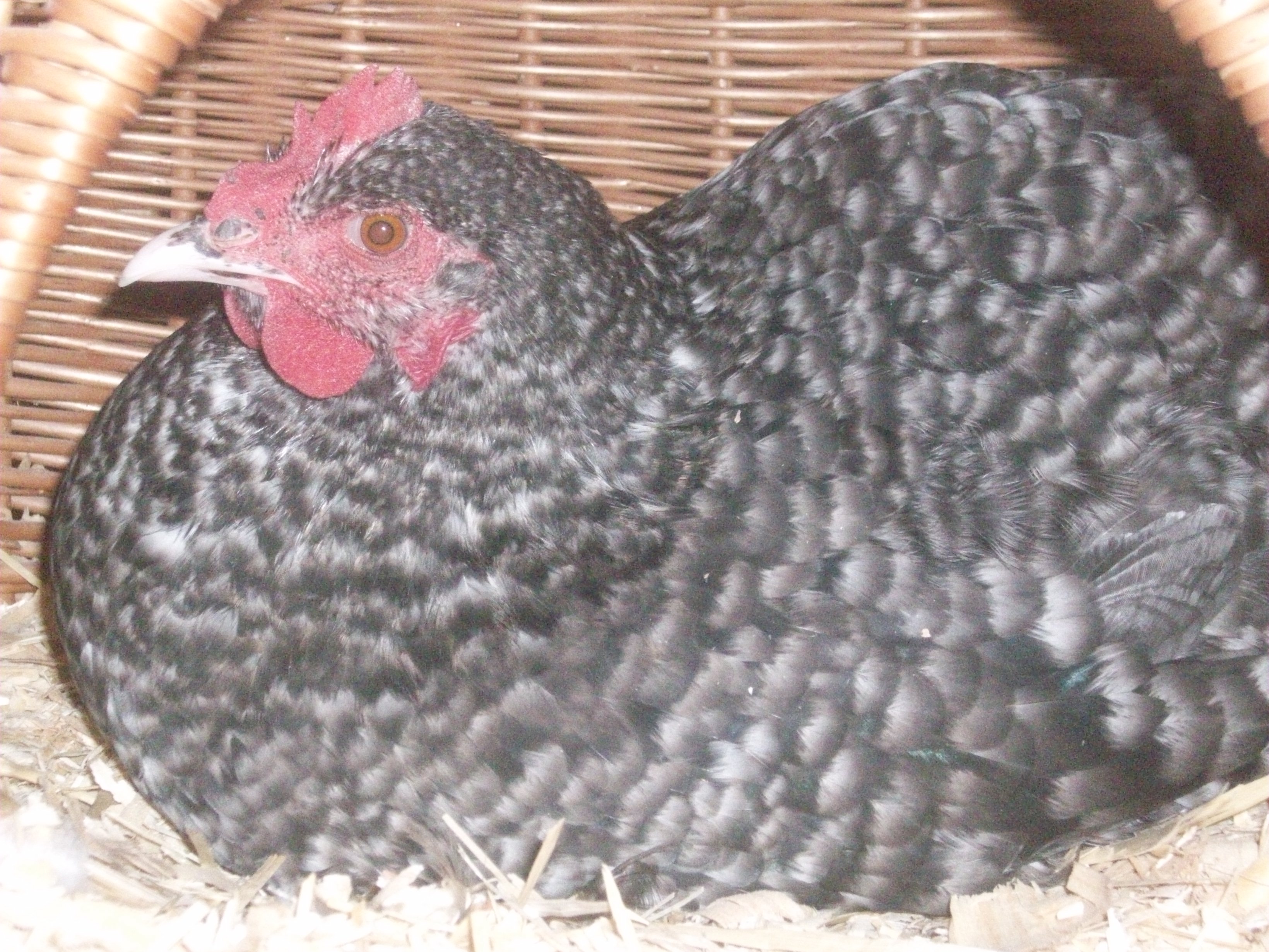 Roxy laying her egg | BackYard Chickens - Learn How to Raise Chickens