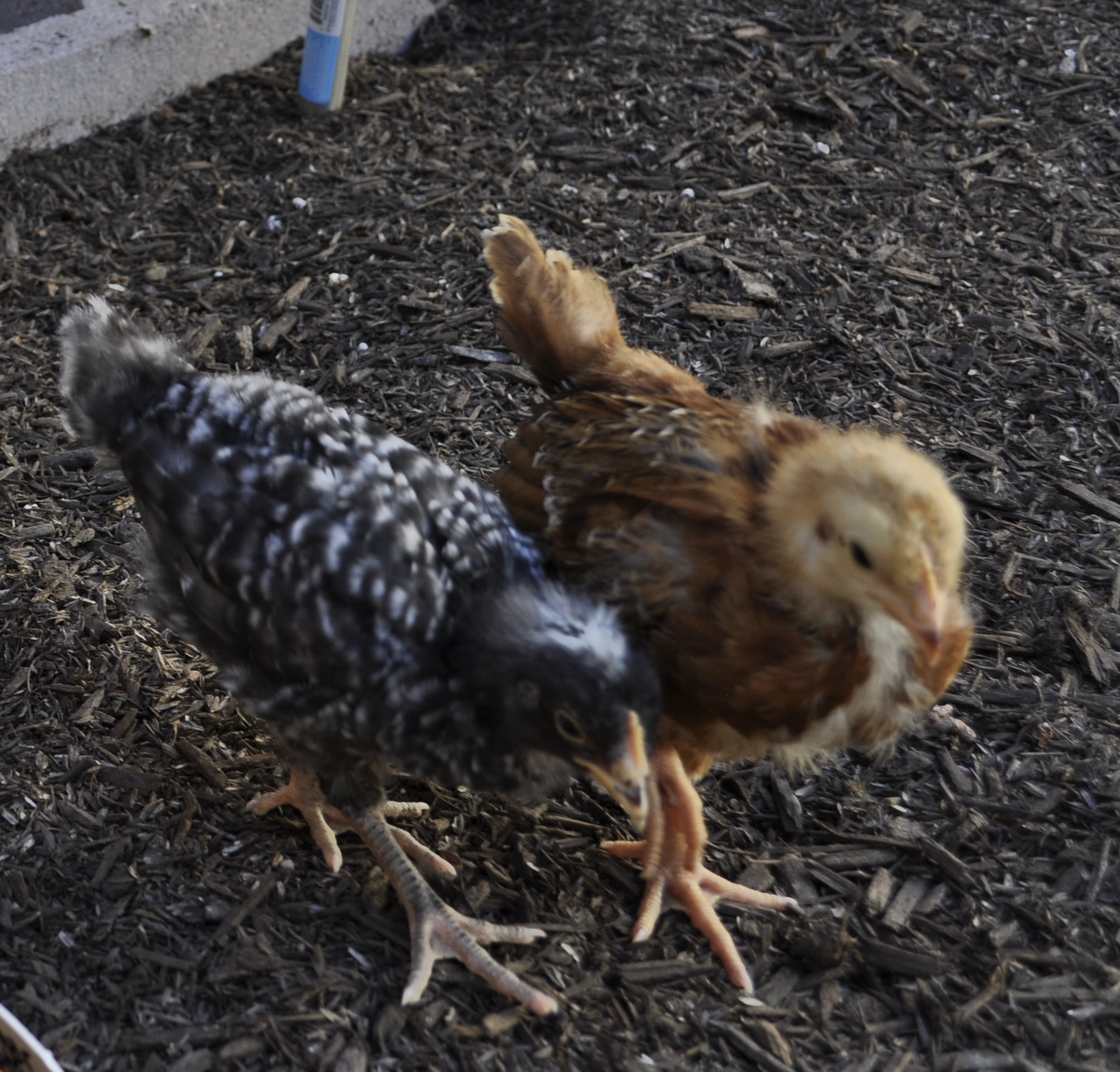 Ruby and Dot | BackYard Chickens - Learn How to Raise Chickens