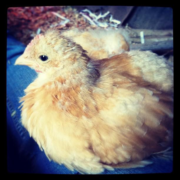 ruby | BackYard Chickens - Learn How to Raise Chickens