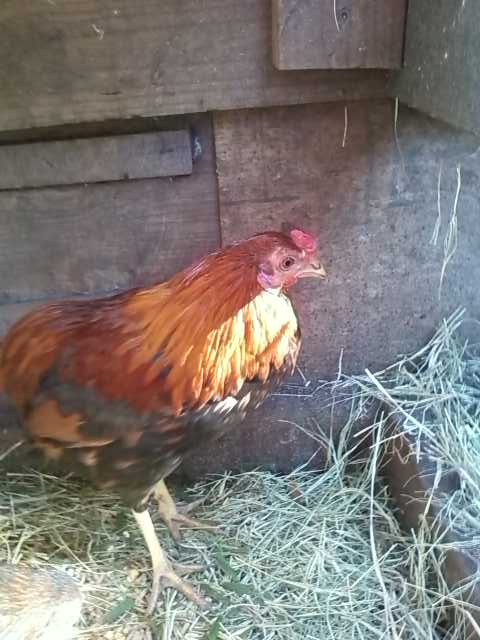 Rumpless Roo | BackYard Chickens - Learn How to Raise Chickens