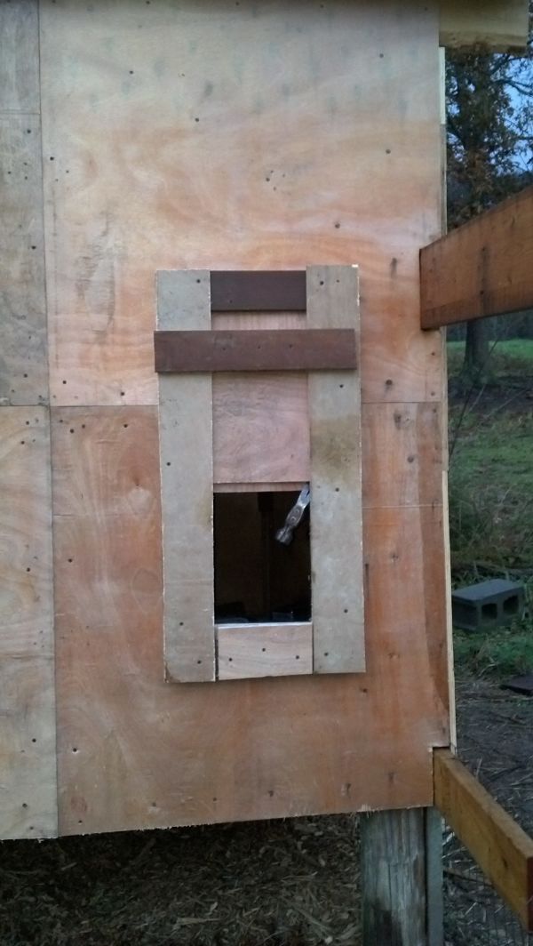 run open | BackYard Chickens - Learn How to Raise Chickens