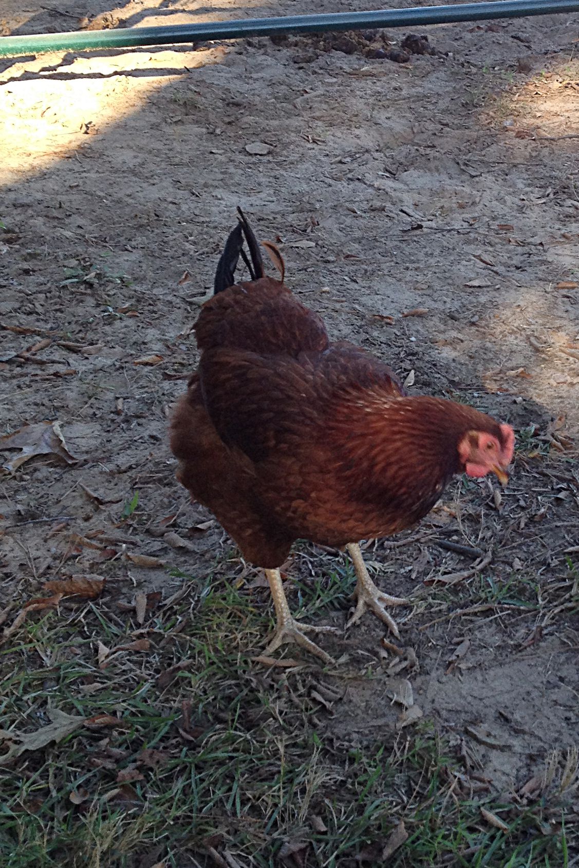 Ruth, a Rhode Island Red | BackYard Chickens - Learn How to Raise Chickens