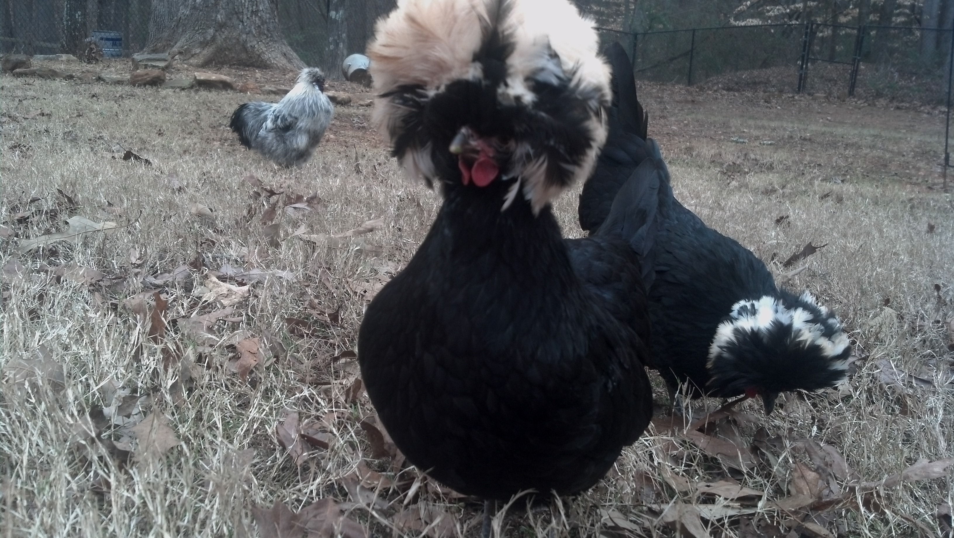 Sail and Pepper | BackYard Chickens - Learn How to Raise Chickens