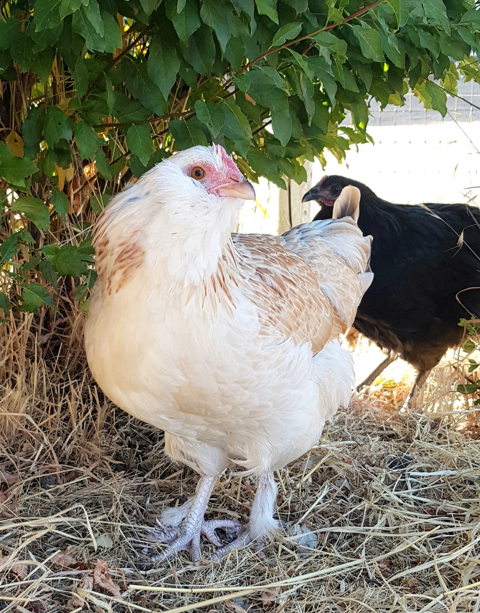 SalmonFaverolle.jpg | BackYard Chickens - Learn How to Raise Chickens