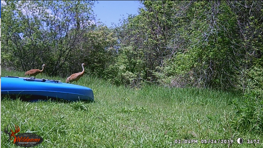 Sandhill Cranes | BackYard Chickens - Learn How to Raise Chickens