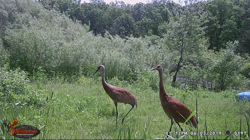 Sandhill Cranes | BackYard Chickens - Learn How to Raise Chickens