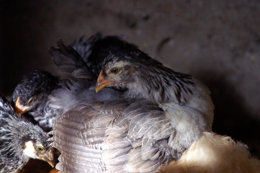 Sandy | BackYard Chickens - Learn How to Raise Chickens