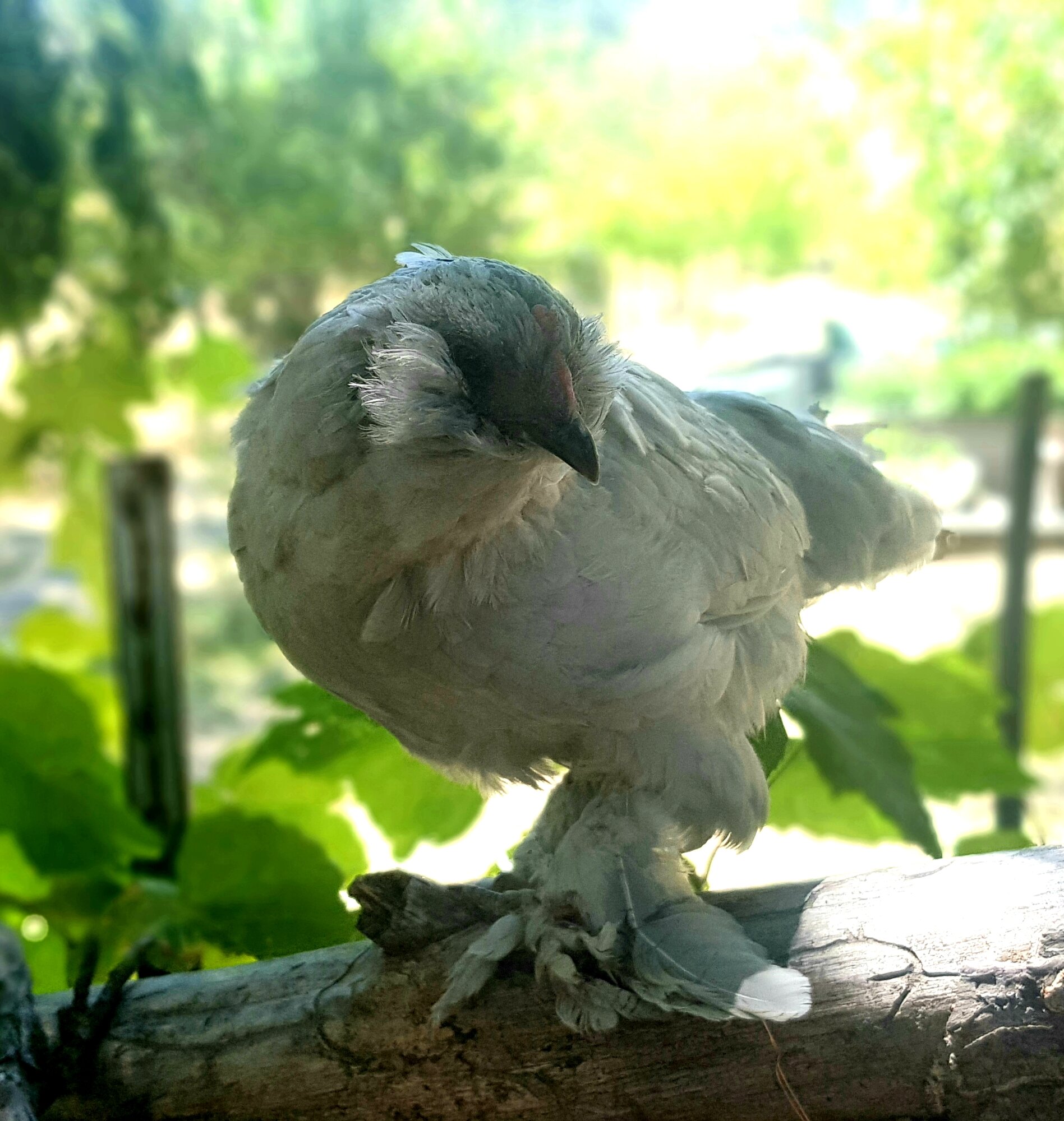 Self Bleu d'Uccle.jpg | BackYard Chickens - Learn How to Raise Chickens