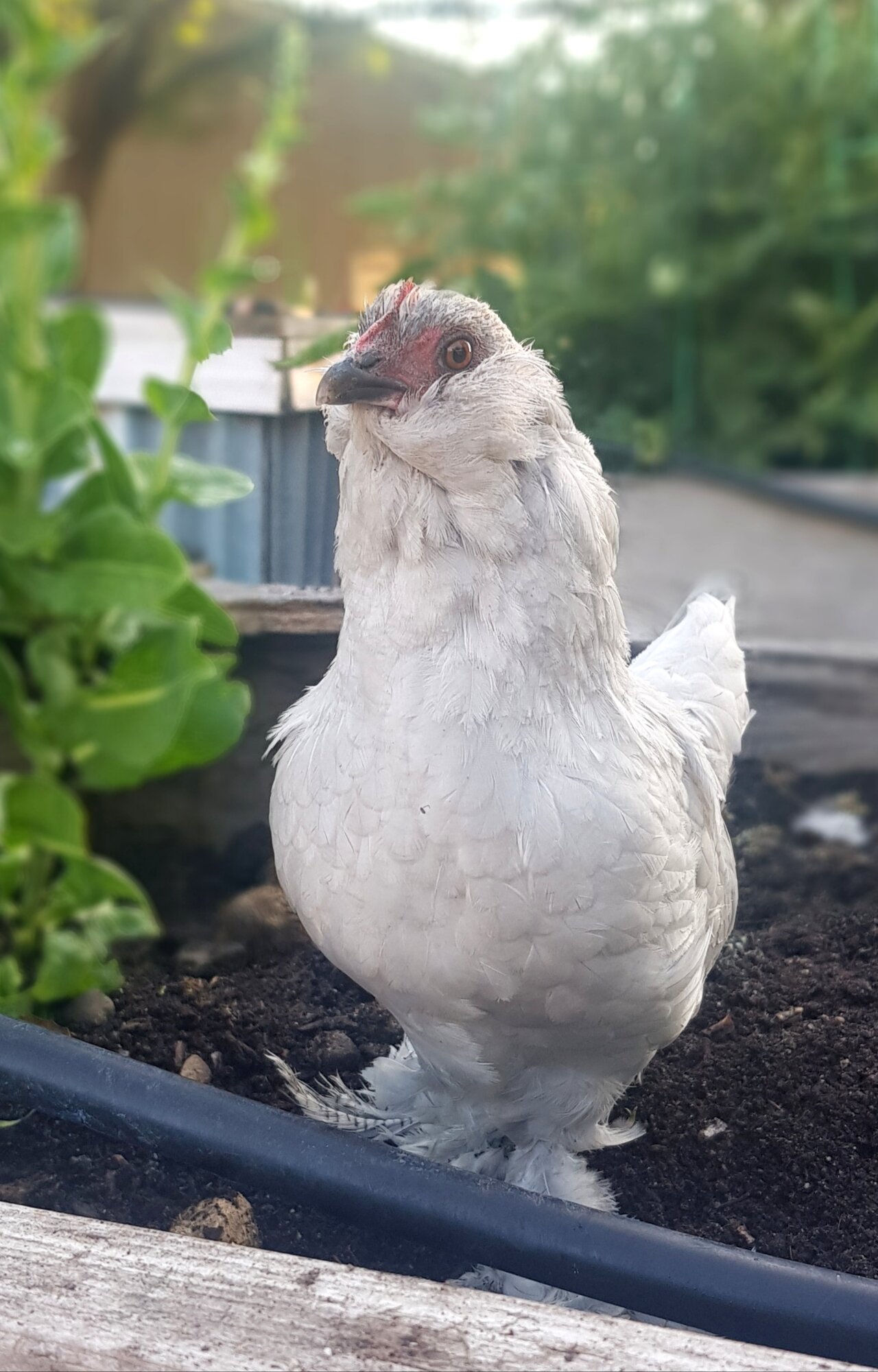 Self Bleu d'Uccle.jpg | BackYard Chickens - Learn How to Raise Chickens