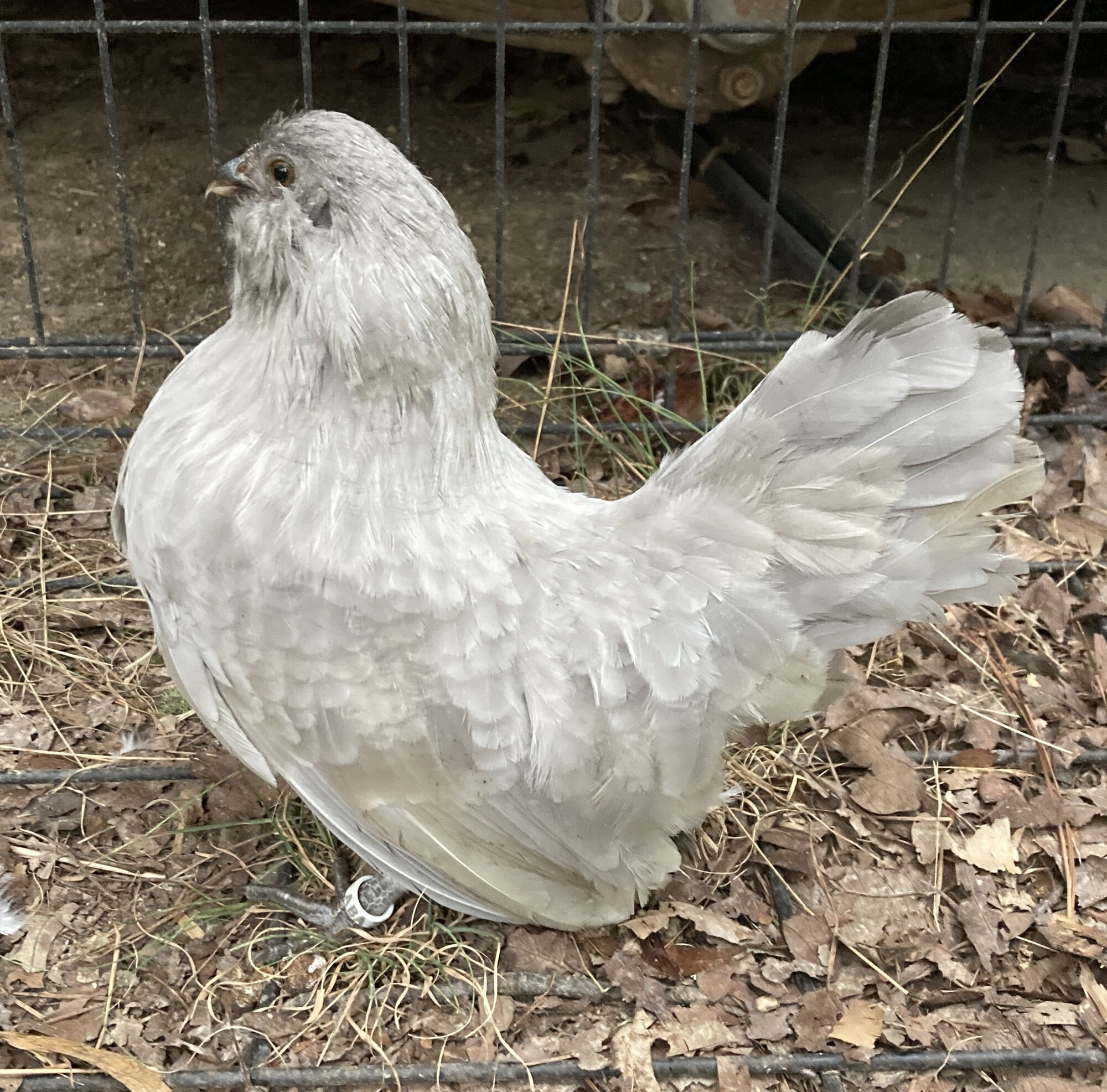 Self Blue Belgian Bearded d’Anvers pullet | BackYard Chickens - Learn ...