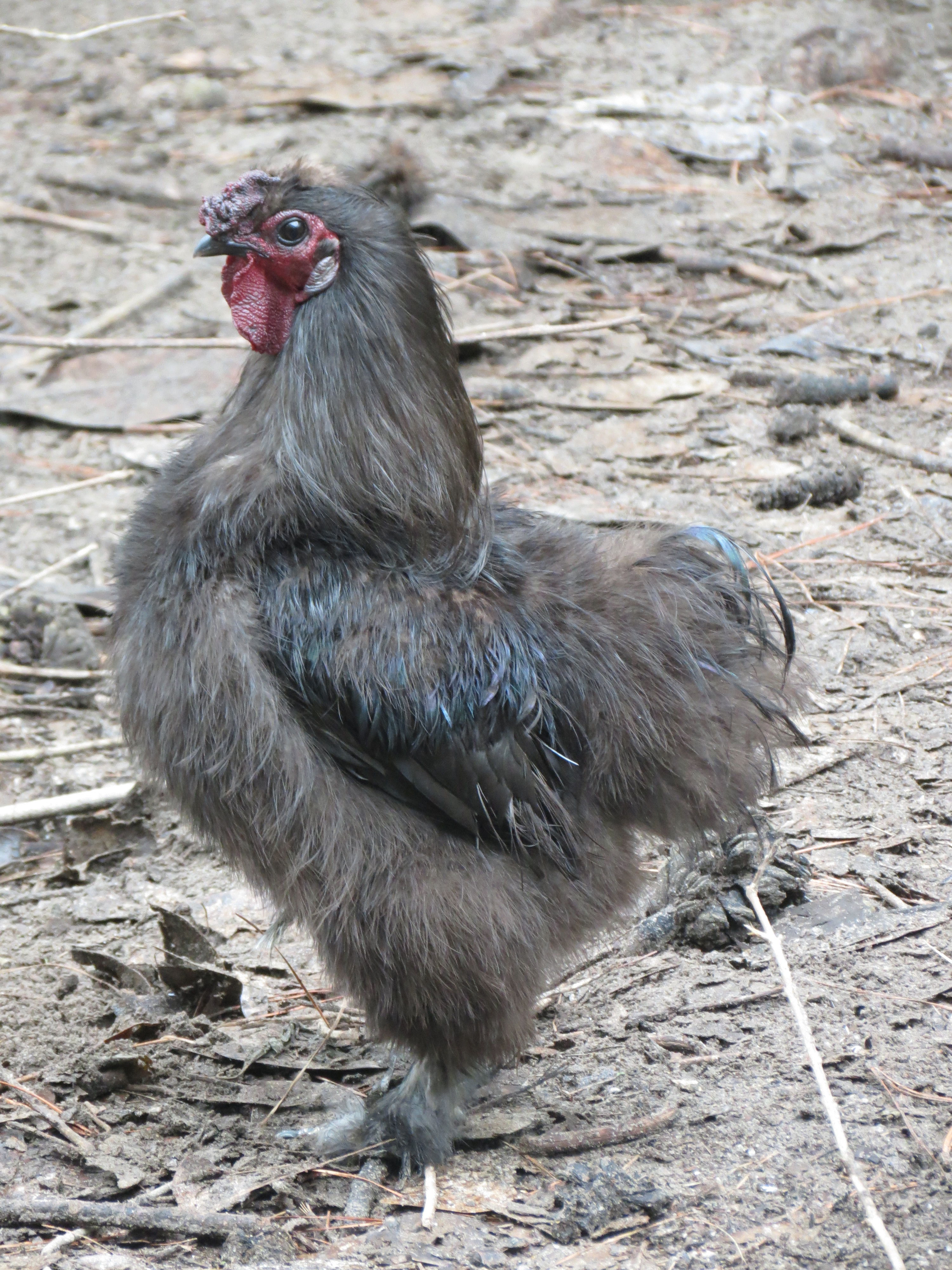 Shadow, a black rooster | BackYard Chickens - Learn How to Raise Chickens
