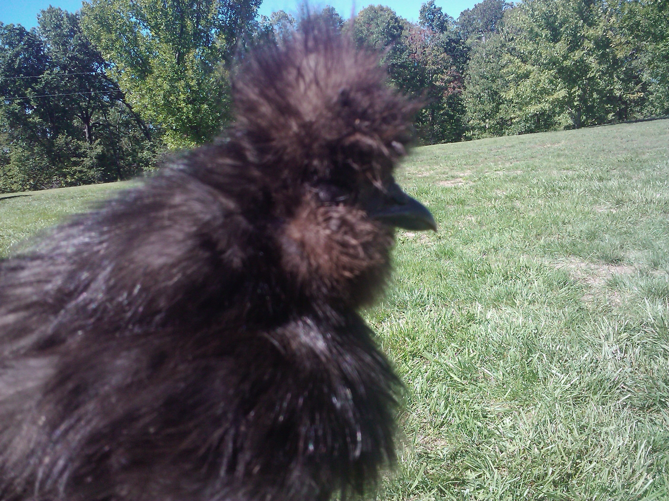 Shadow | BackYard Chickens - Learn How to Raise Chickens