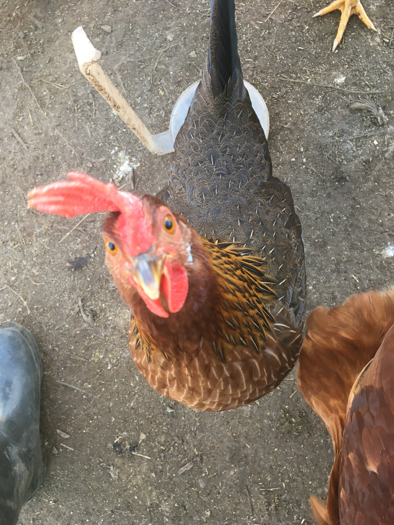 Shelly.JPG | BackYard Chickens - Learn How to Raise Chickens