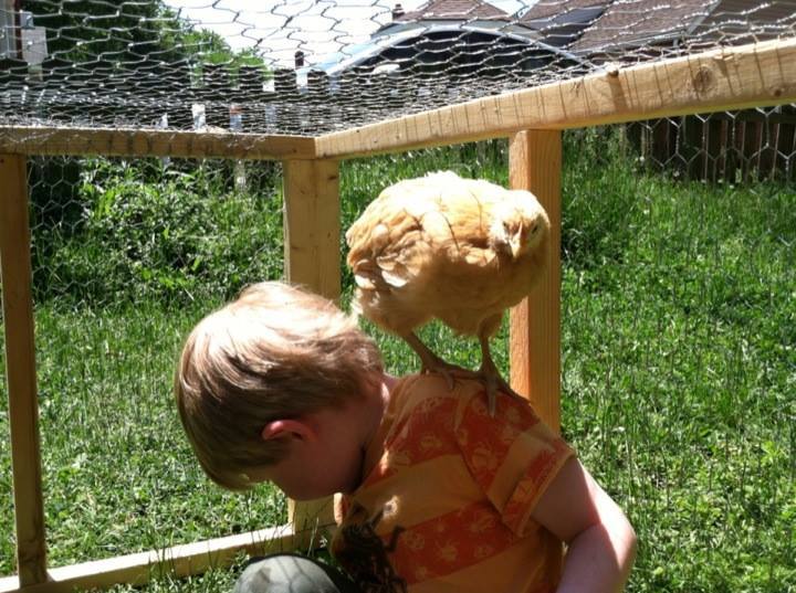 Shoulder chicken | BackYard Chickens - Learn How to Raise Chickens