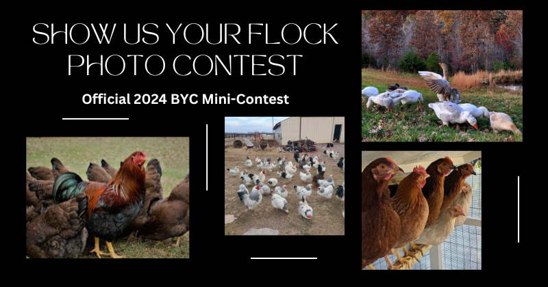 Show us your flock.png | BackYard Chickens - Learn How to Raise Chickens