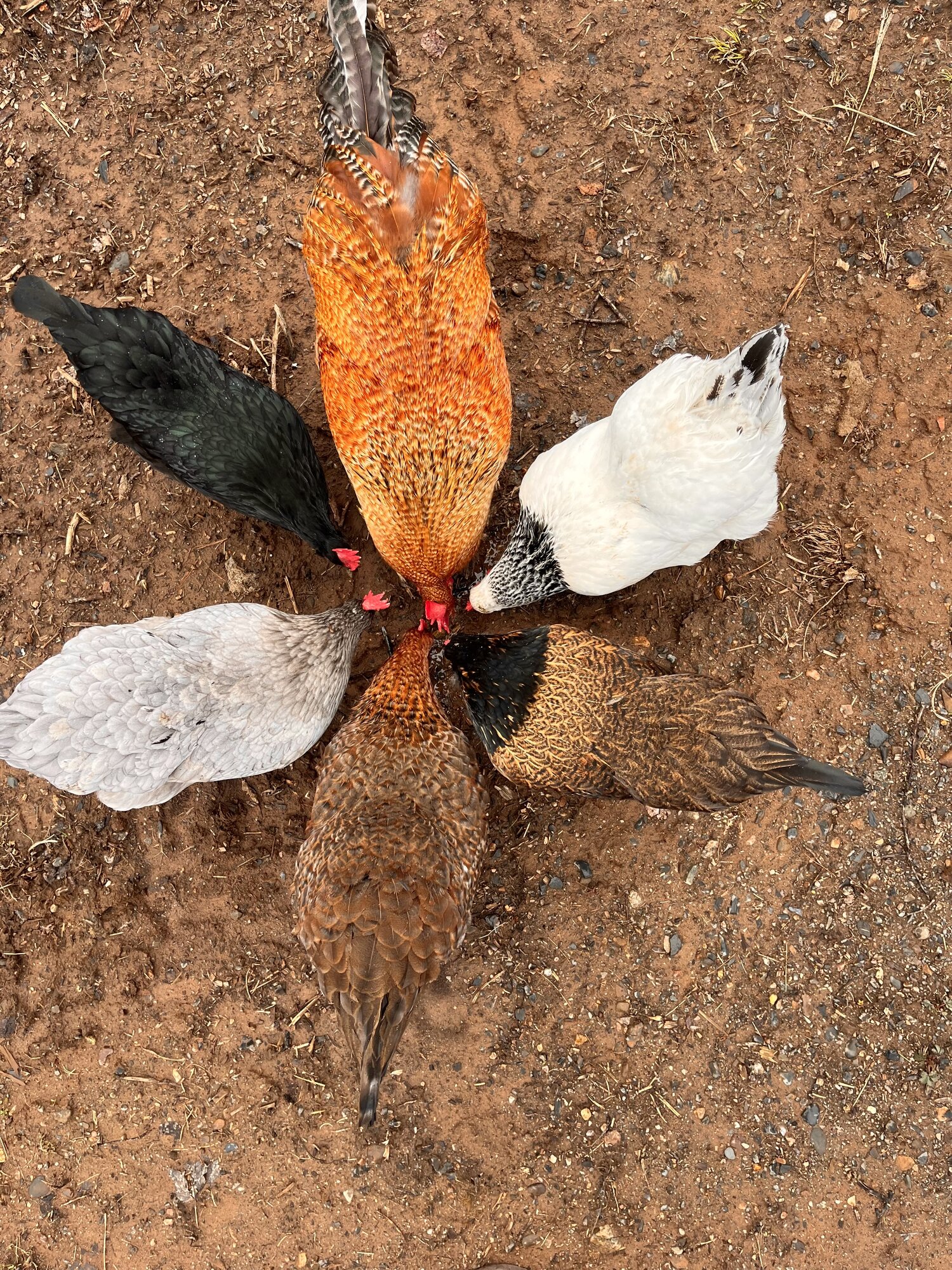 Show us your flock19.jpg | BackYard Chickens - Learn How to Raise Chickens