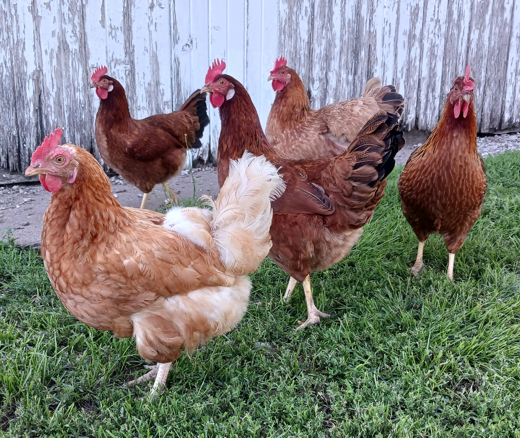 Show us your flock23.jpg | BackYard Chickens - Learn How to Raise Chickens
