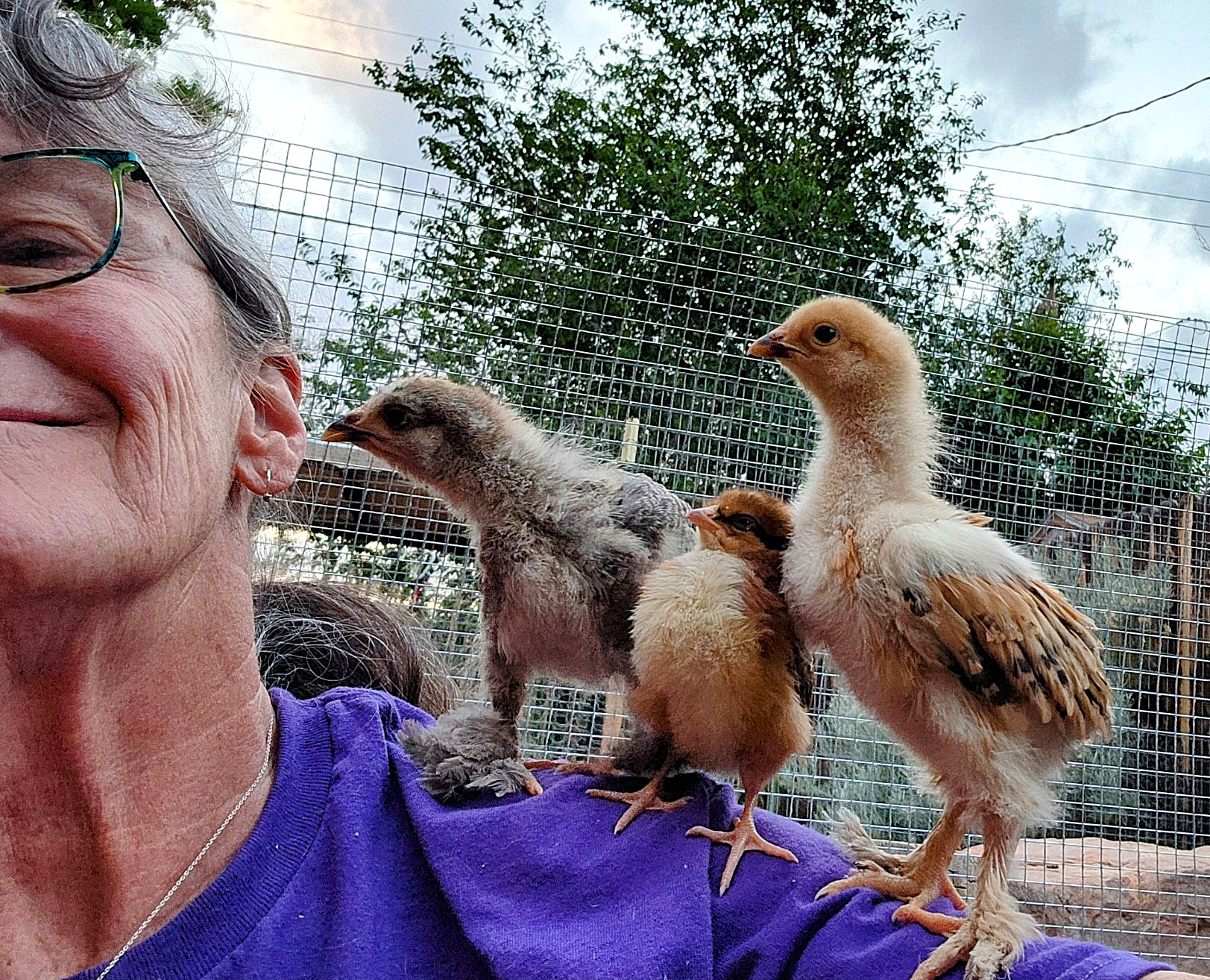 Show us your flock41.jpg | BackYard Chickens - Learn How to Raise Chickens
