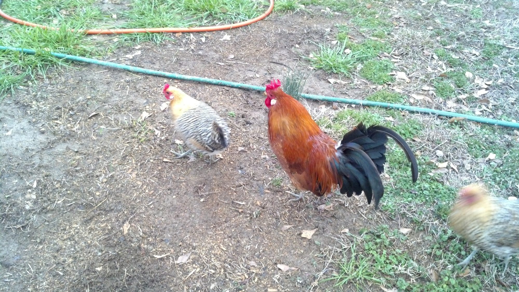 Sicilian Buttercup Bantams | BackYard Chickens - Learn How to Raise ...