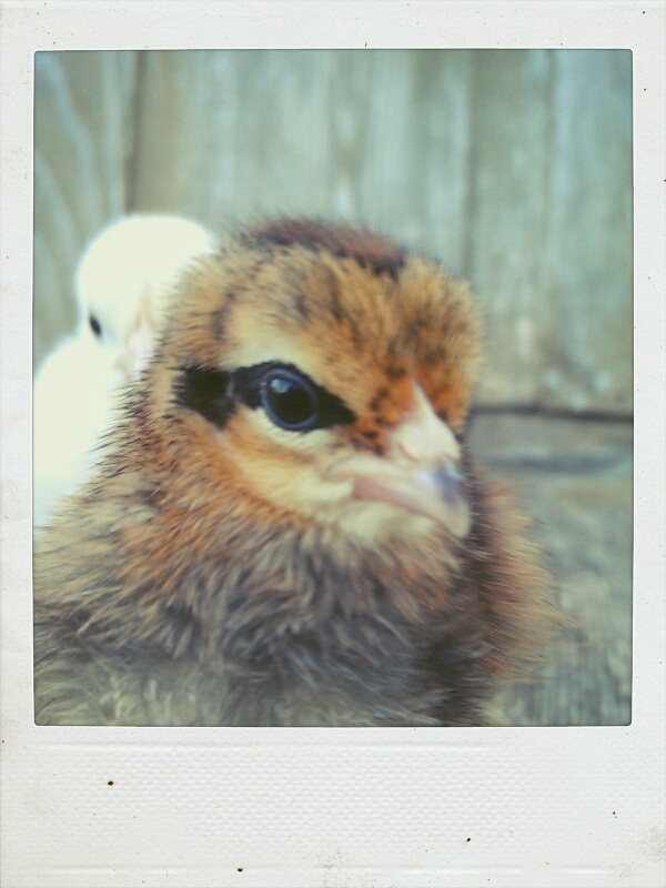 Side view of Bandit | BackYard Chickens - Learn How to Raise Chickens