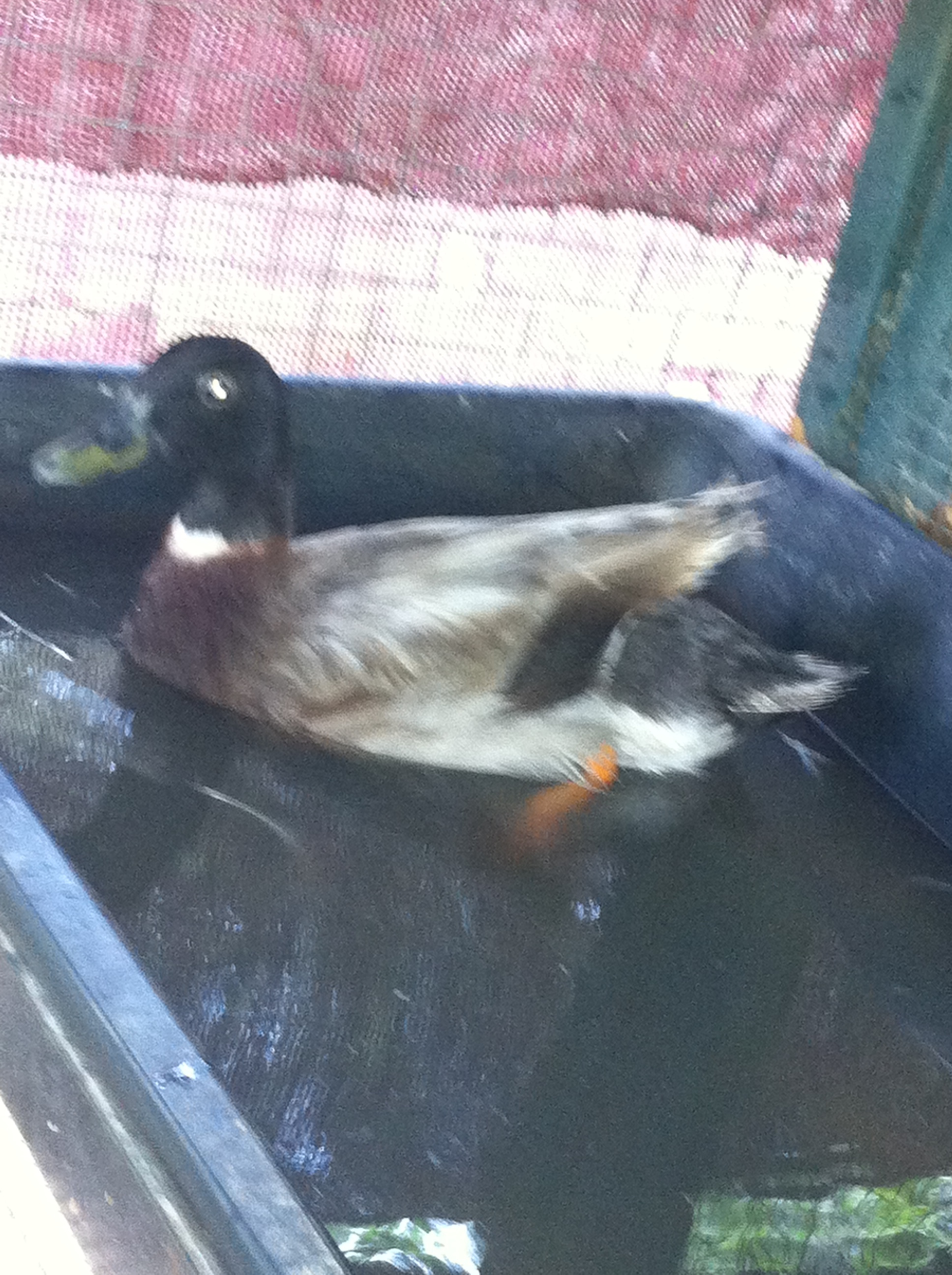 Silkie Duck , Drake | BackYard Chickens - Learn How to Raise Chickens