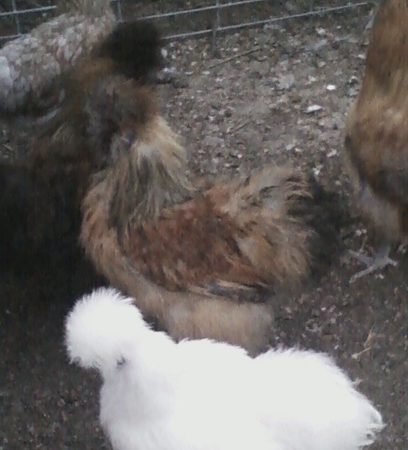 SILKIE ROO I SOLD | BackYard Chickens - Learn How to Raise Chickens