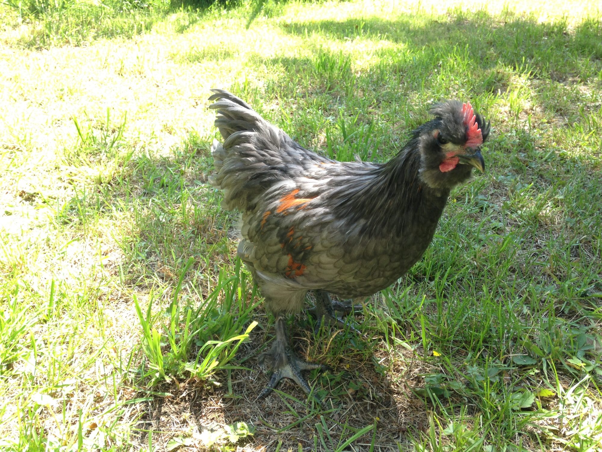 Silkie x Blue Copper Marans young rooster | BackYard Chickens - Learn ...