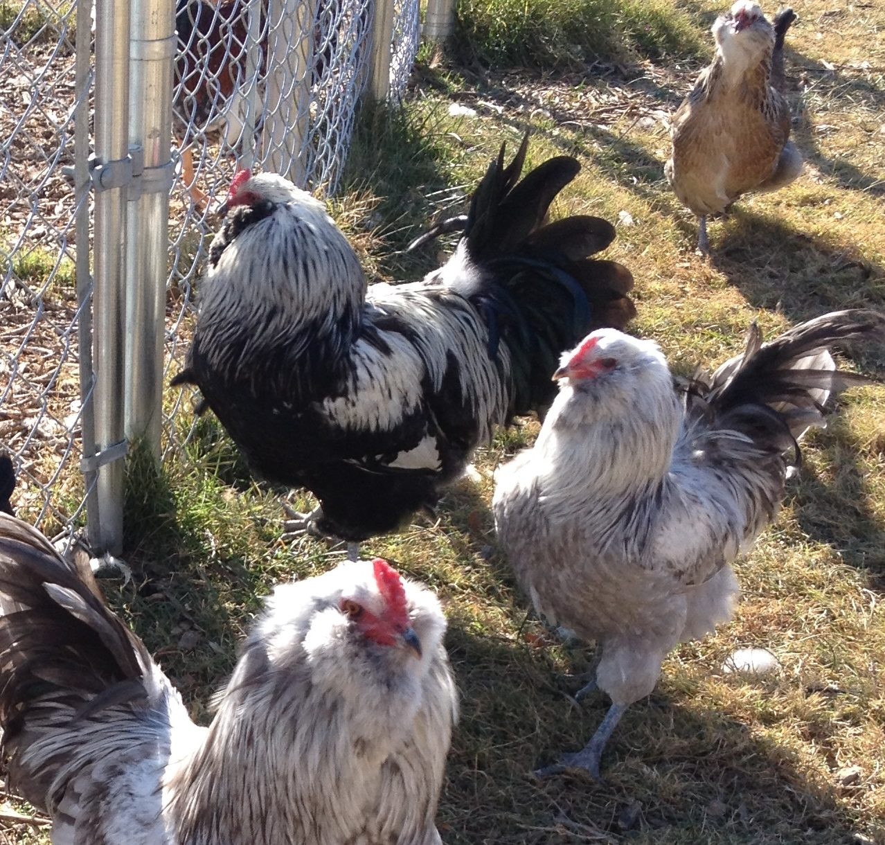 Silver and silver-Blue cockerels | BackYard Chickens - Learn How to ...