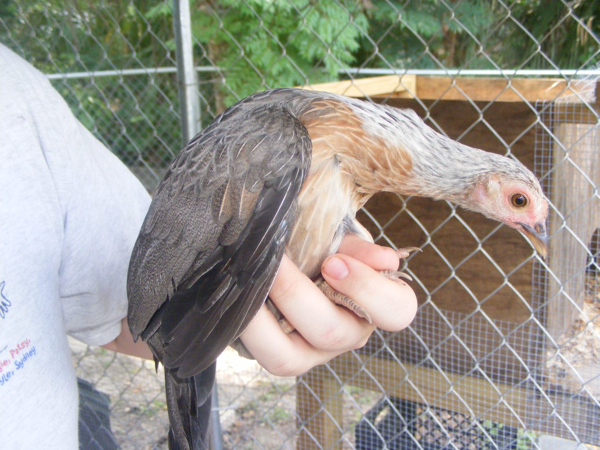 silver duckwing old english | BackYard Chickens - Learn How to Raise ...