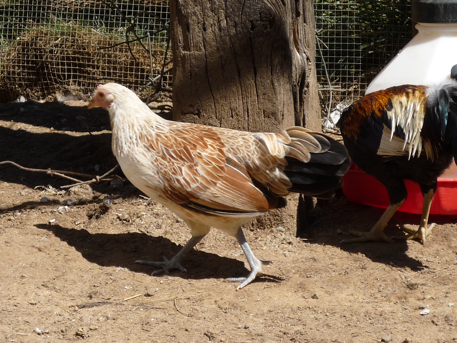 Silver Duckwing x Wheaten pullet | BackYard Chickens - Learn How to ...