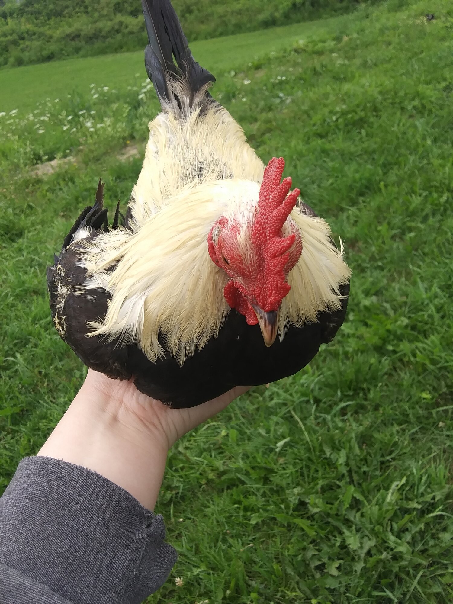 Silver Duckwing | BackYard Chickens - Learn How to Raise Chickens