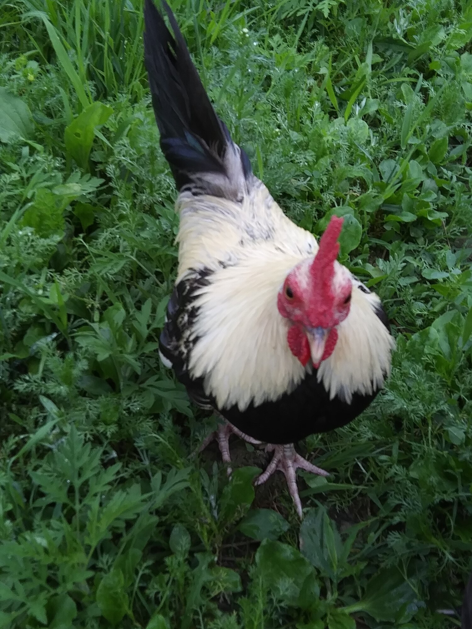 Silver Duckwing | BackYard Chickens - Learn How to Raise Chickens