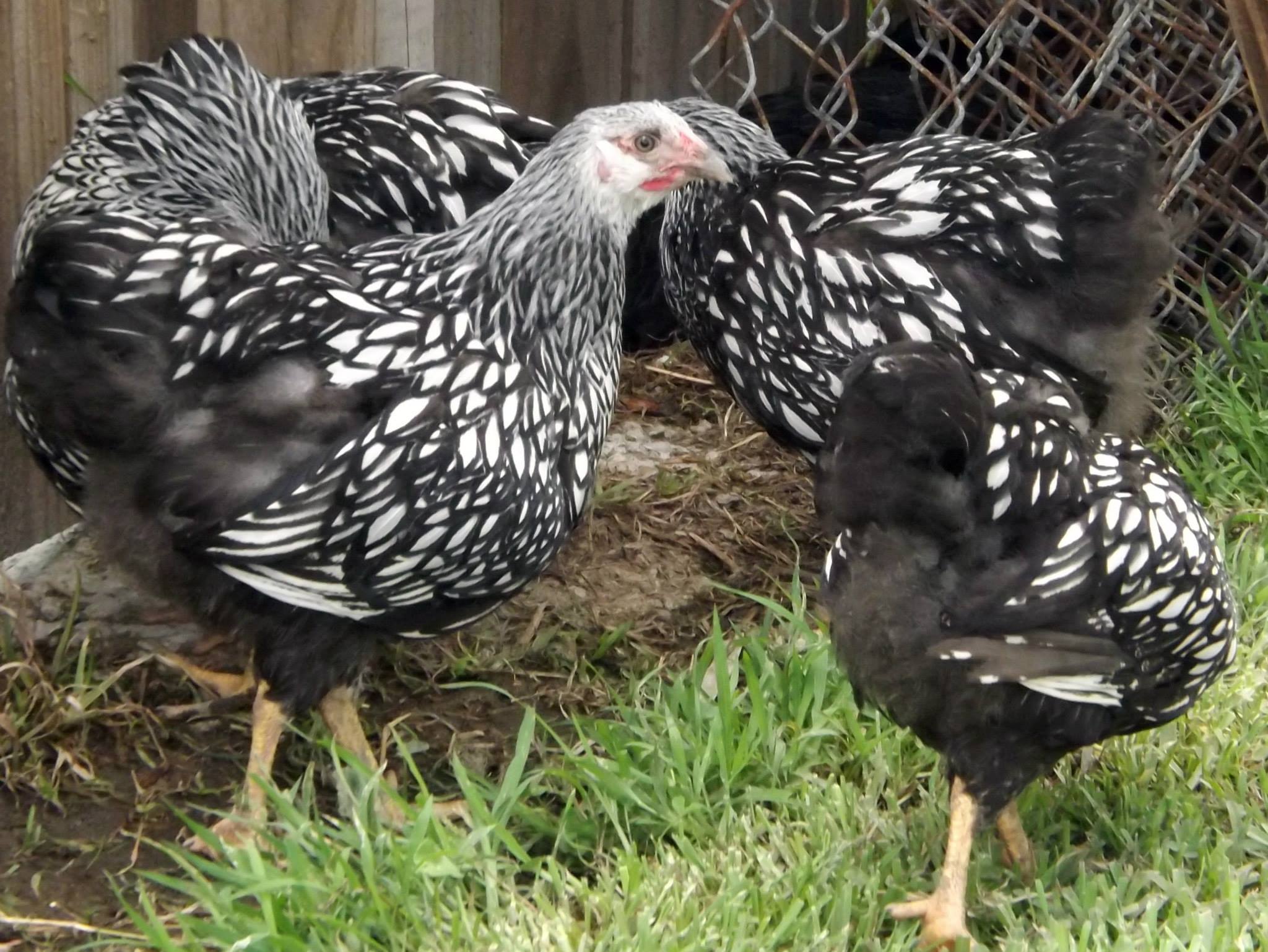 Silver laced beauties! | BackYard Chickens - Learn How to Raise Chickens