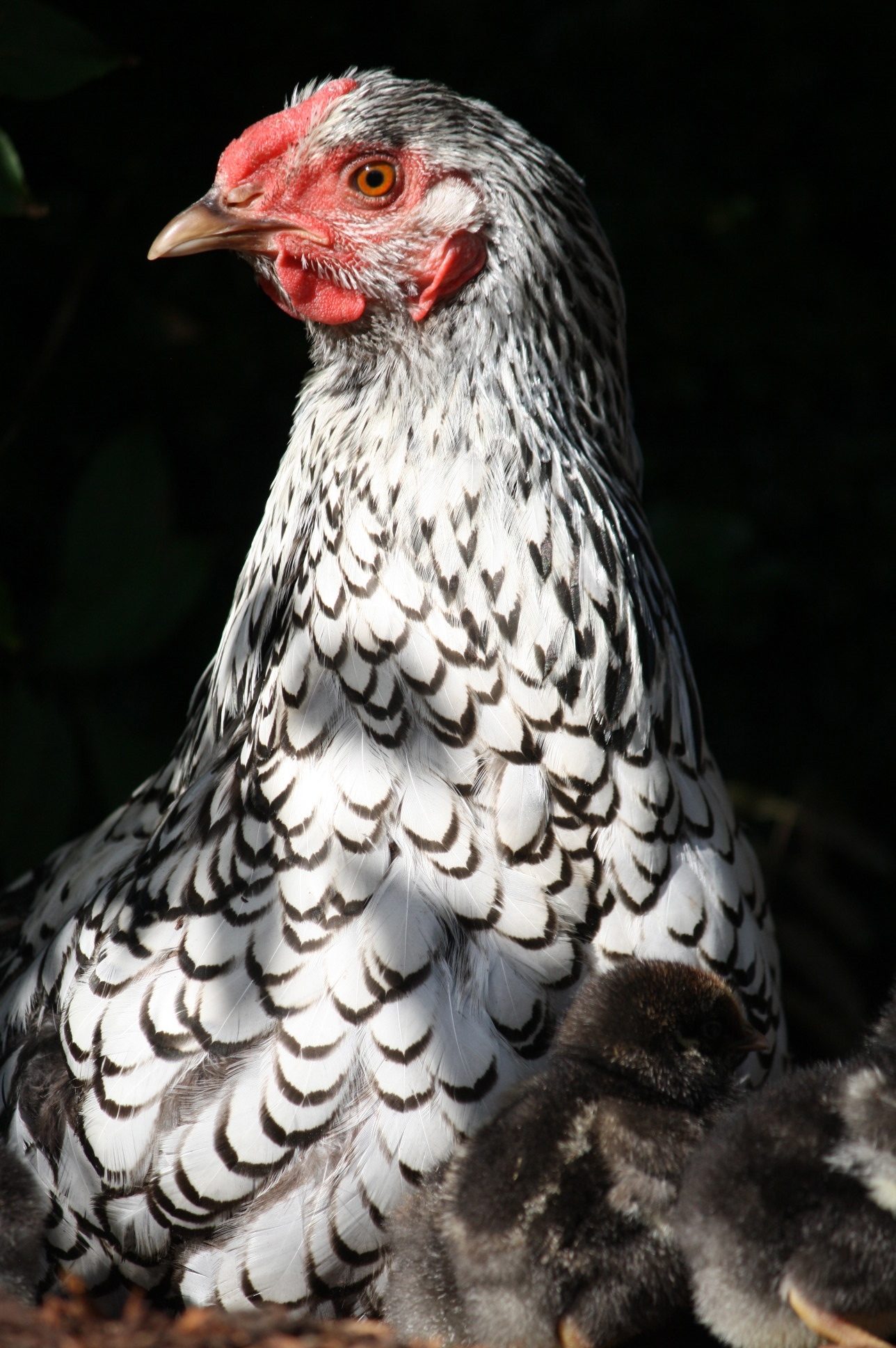 Silver laced Wyandotte | BackYard Chickens - Learn How to Raise Chickens