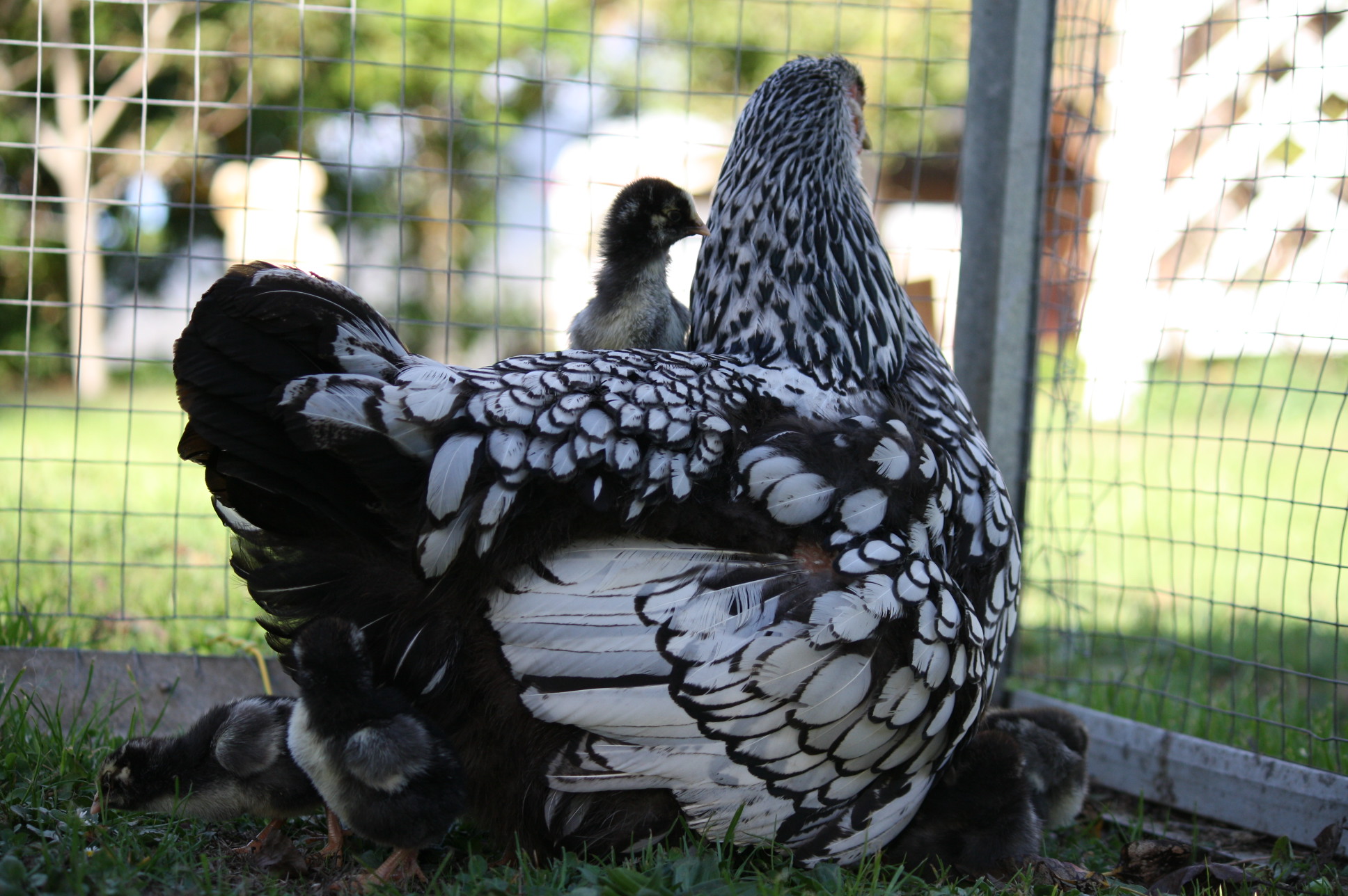 Silver laced Wyandotte | BackYard Chickens - Learn How to Raise Chickens