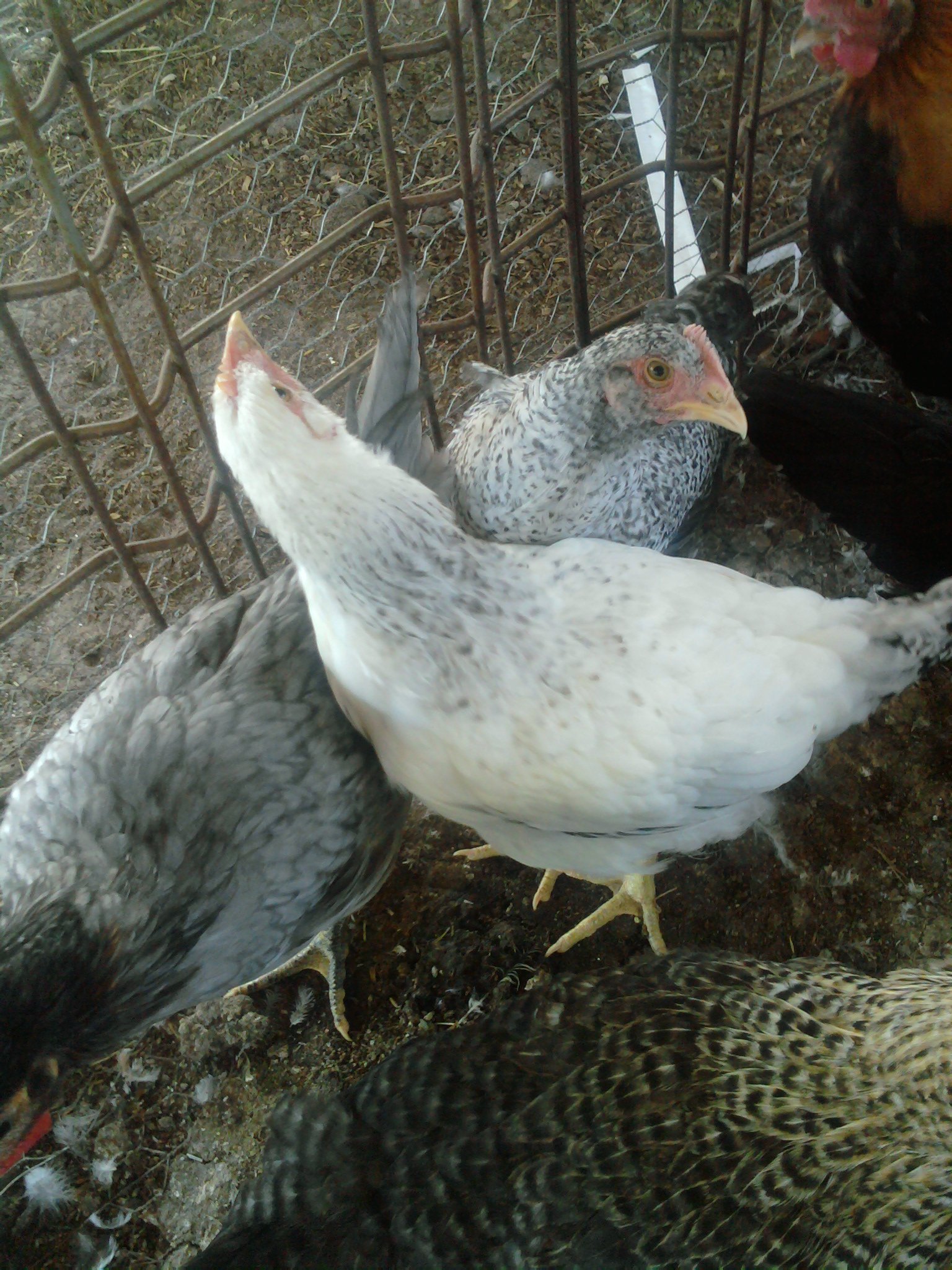 silver marans 1 | BackYard Chickens - Learn How to Raise Chickens