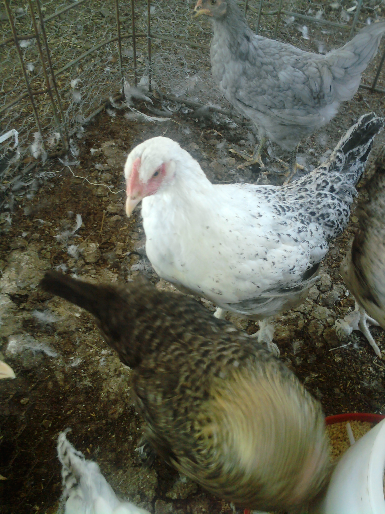 silver marans 2 | BackYard Chickens - Learn How to Raise Chickens