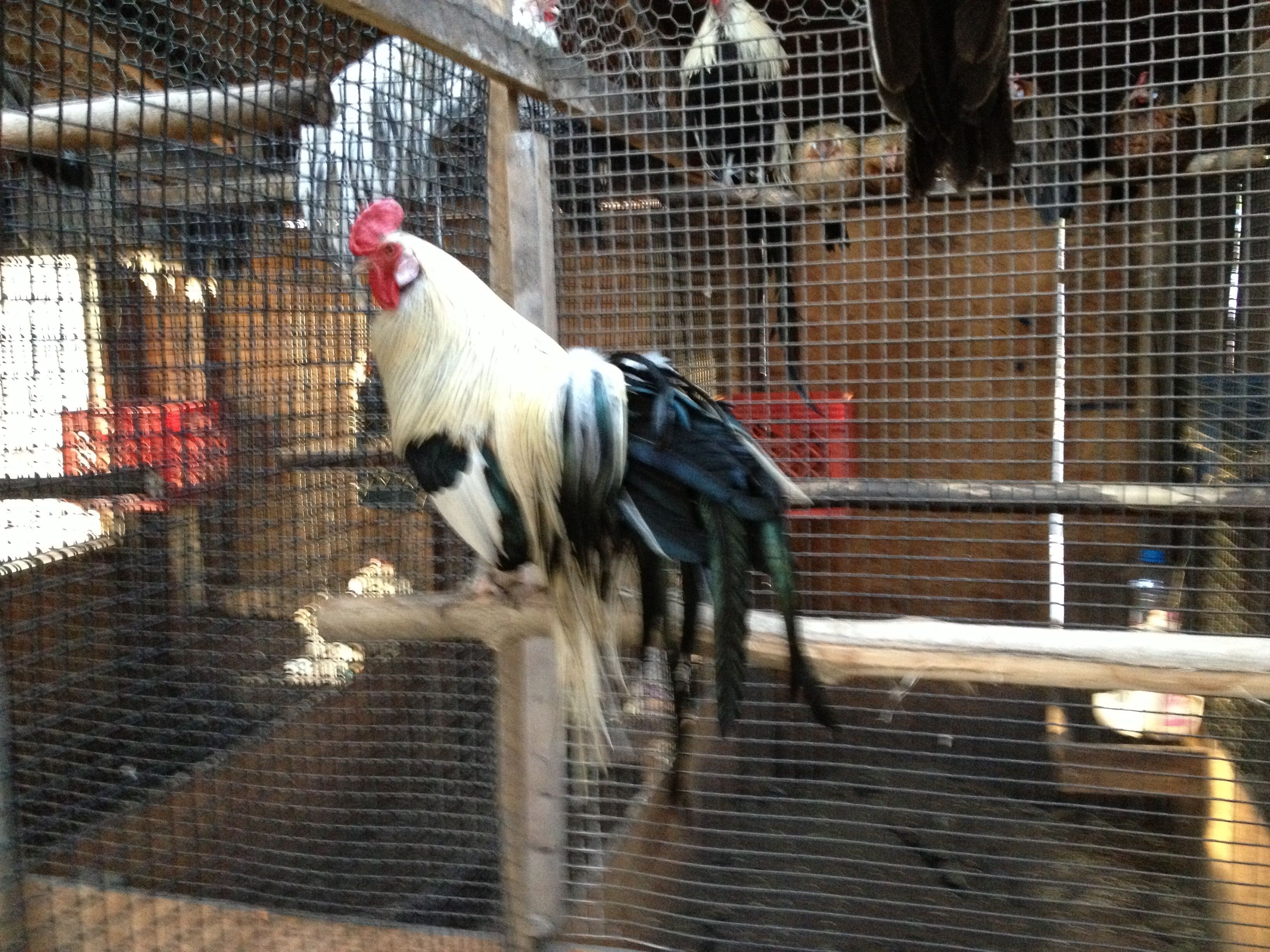 Silver phoenix rooster | BackYard Chickens - Learn How to Raise Chickens