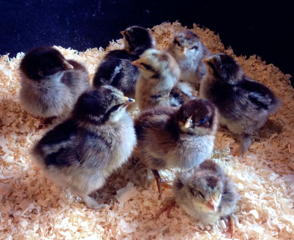 Silver Salmon Marans chicks | BackYard Chickens - Learn How to Raise ...