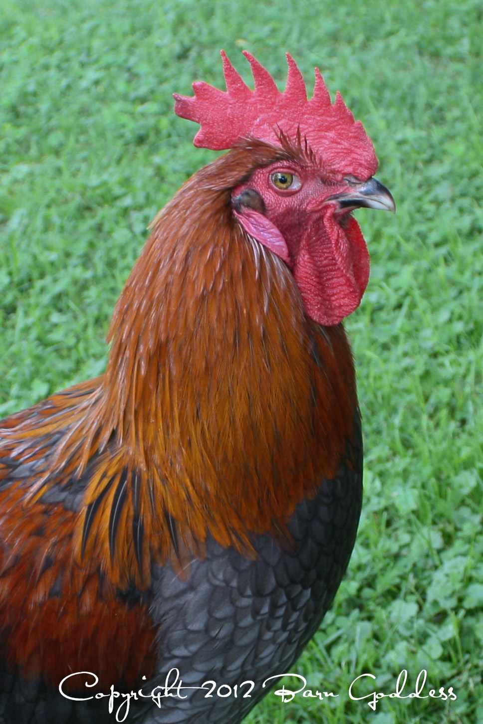 Single comb | BackYard Chickens - Learn How to Raise Chickens