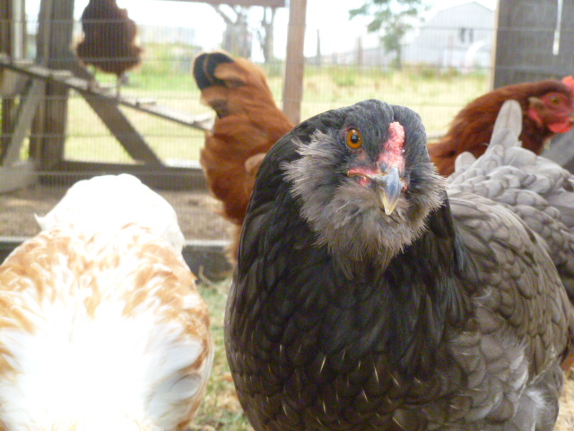 Skepchick head tilted | BackYard Chickens - Learn How to Raise Chickens