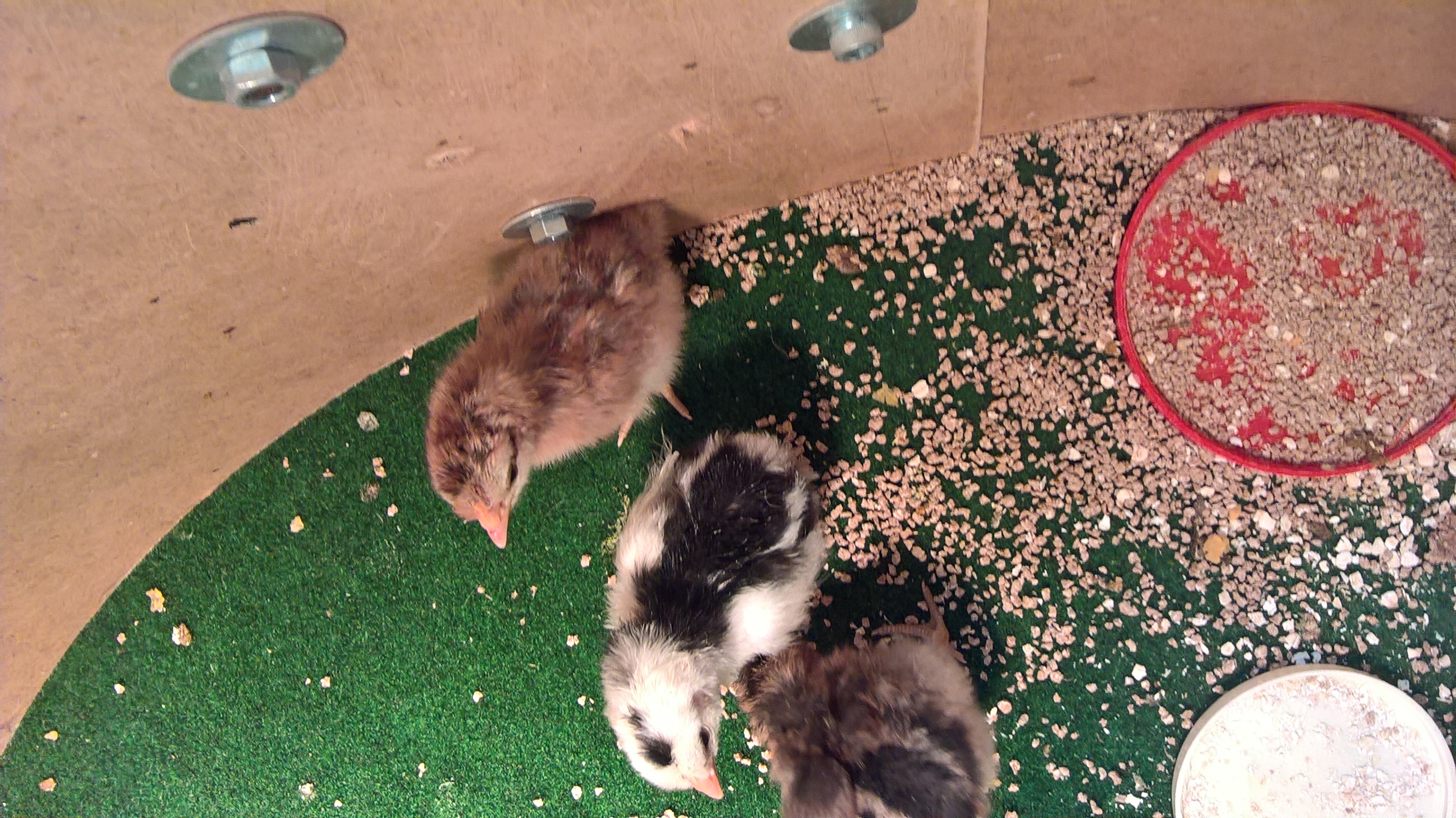 Skyline, Legbar & Exchequer chicks | BackYard Chickens - Learn How to ...