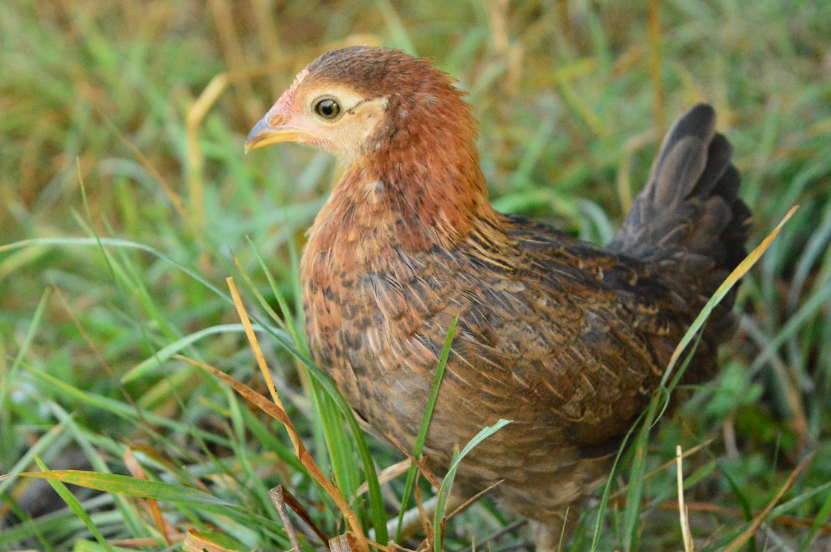 Smiley.jpg | BackYard Chickens - Learn How to Raise Chickens