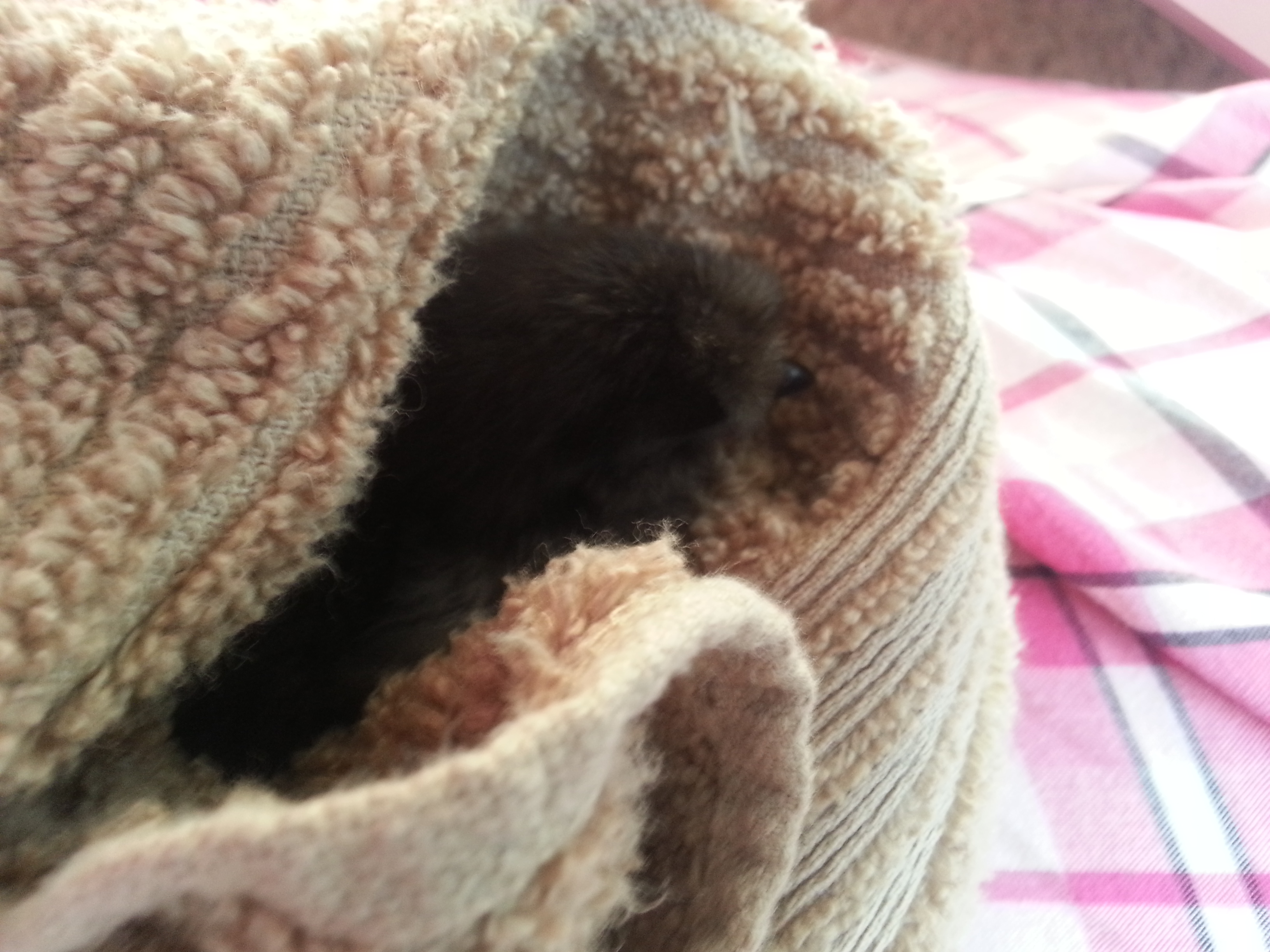 Snoodled up silkie after a butt cleaning! | BackYard Chickens - Learn ...