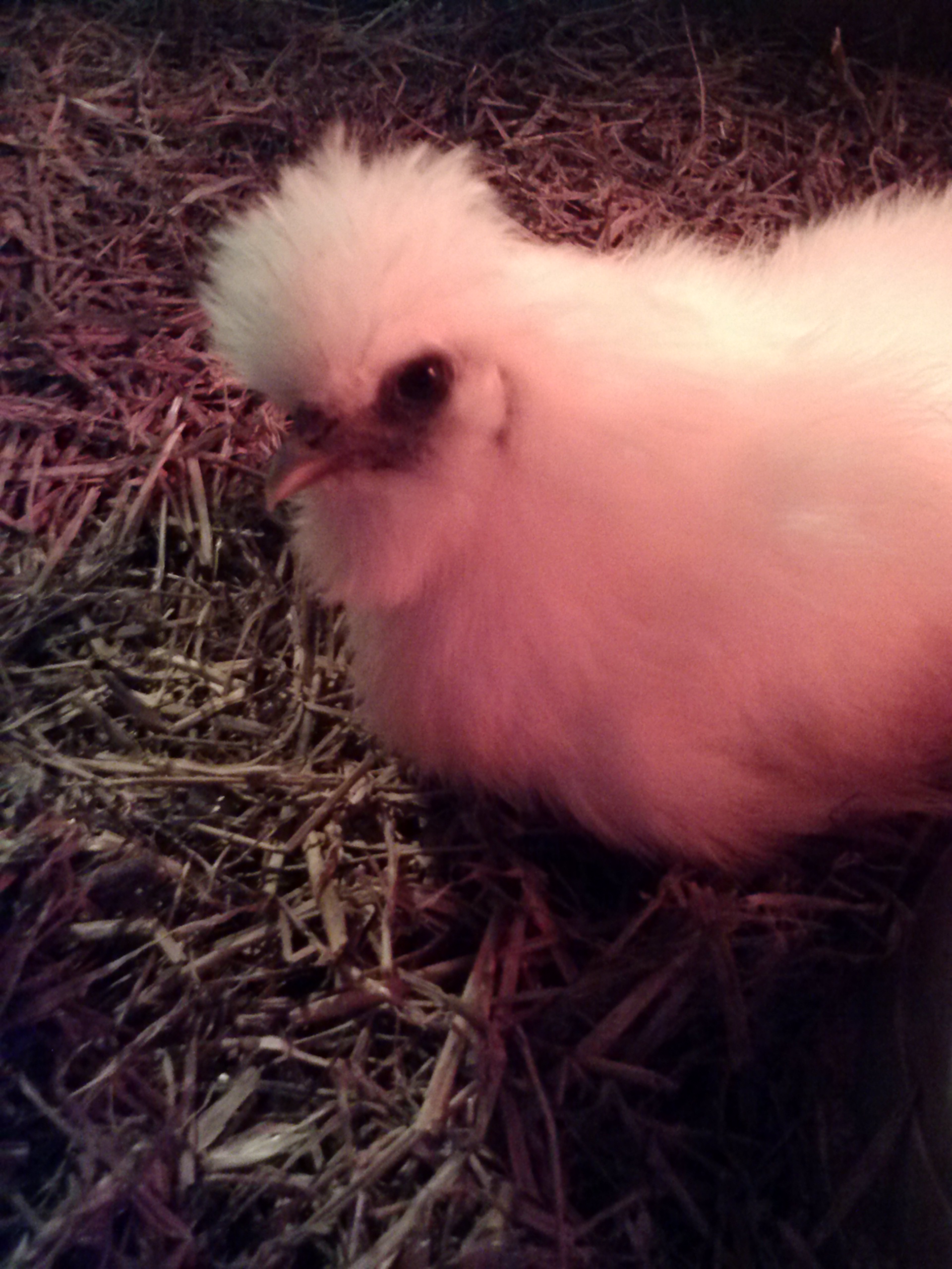Snow our White bantam silkie hen | BackYard Chickens - Learn How to ...