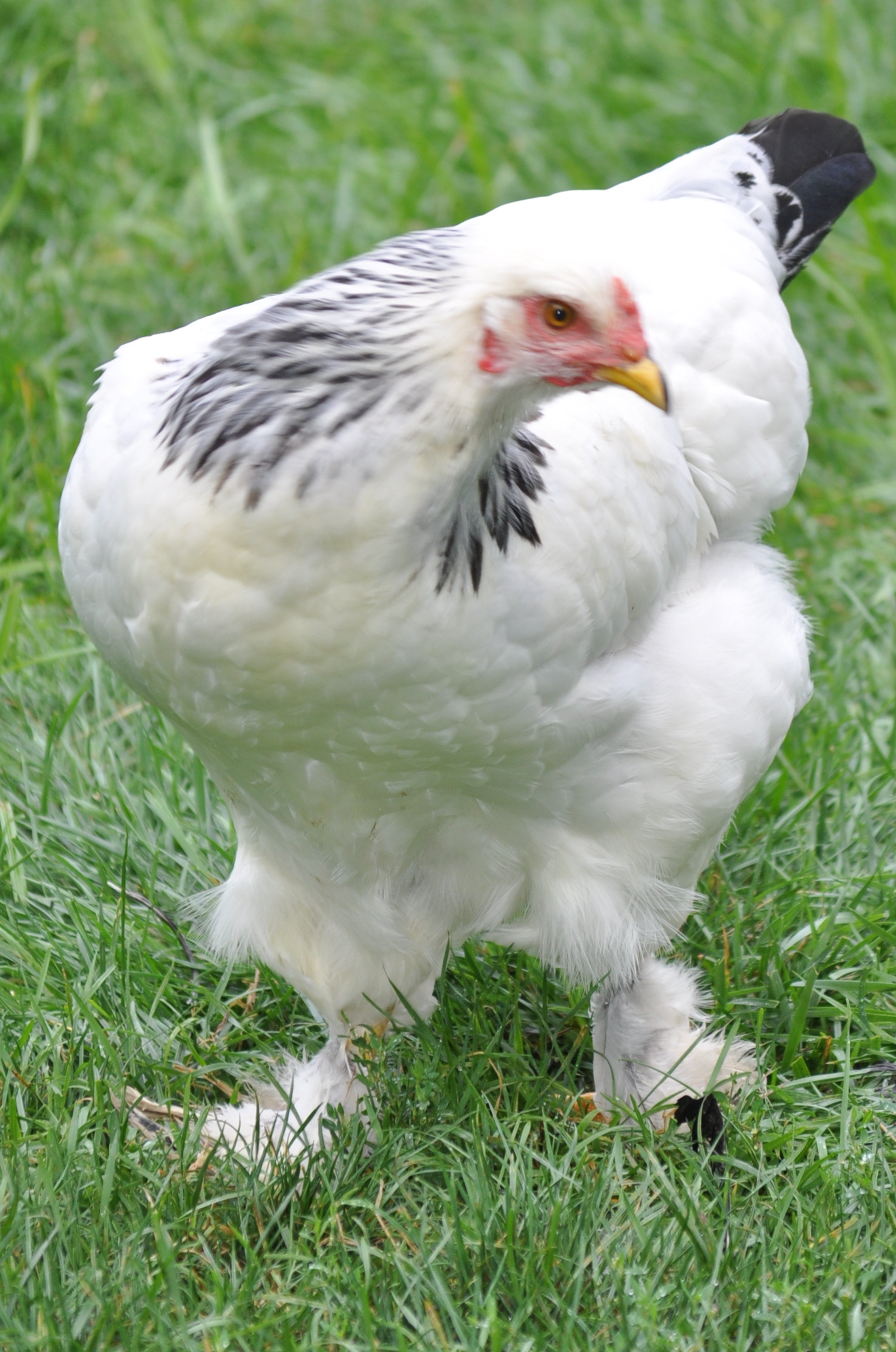Snow White posing for the camera. | BackYard Chickens - Learn How to ...